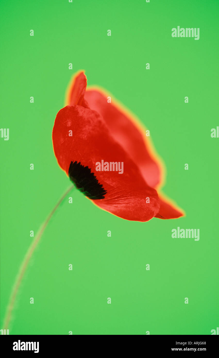 Ladybird Poppy Flower Papaver commutatum UK Stock Photo - Alamy