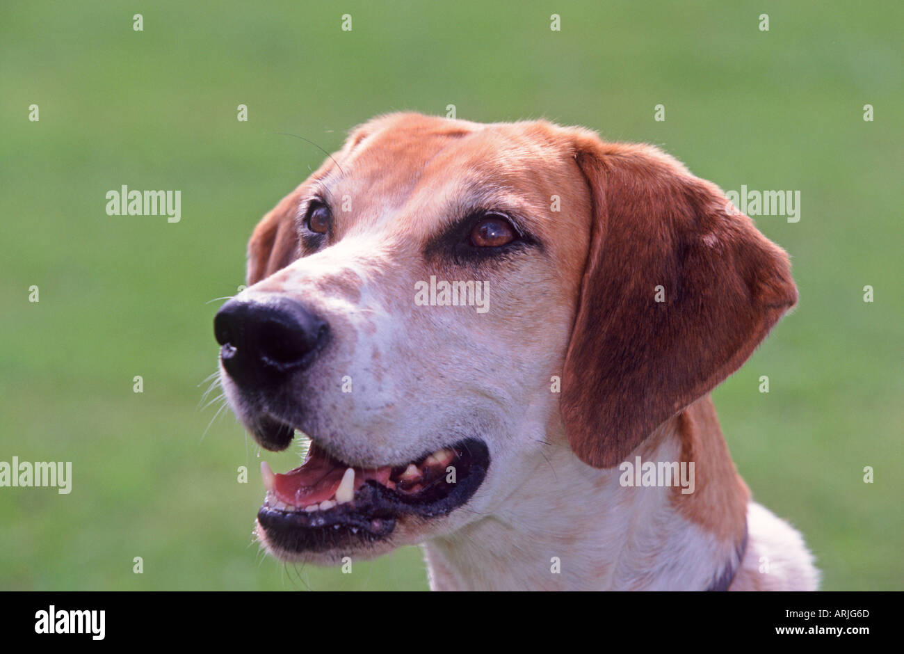 Foxhound dog hi-res stock photography and images - Alamy