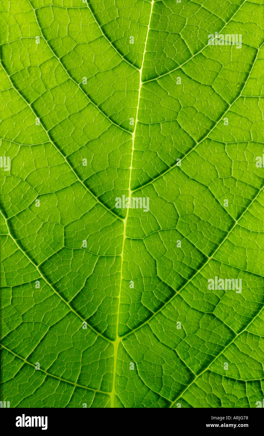 Close up of Hydrangea Leaf Showing Veins Stock Photo - Alamy