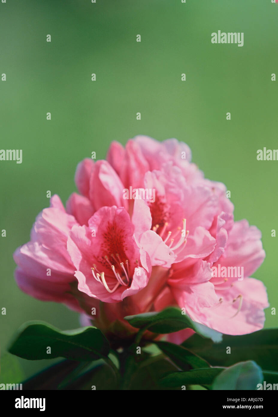 Pink Rhododendron Flower Stock Photo - Alamy
