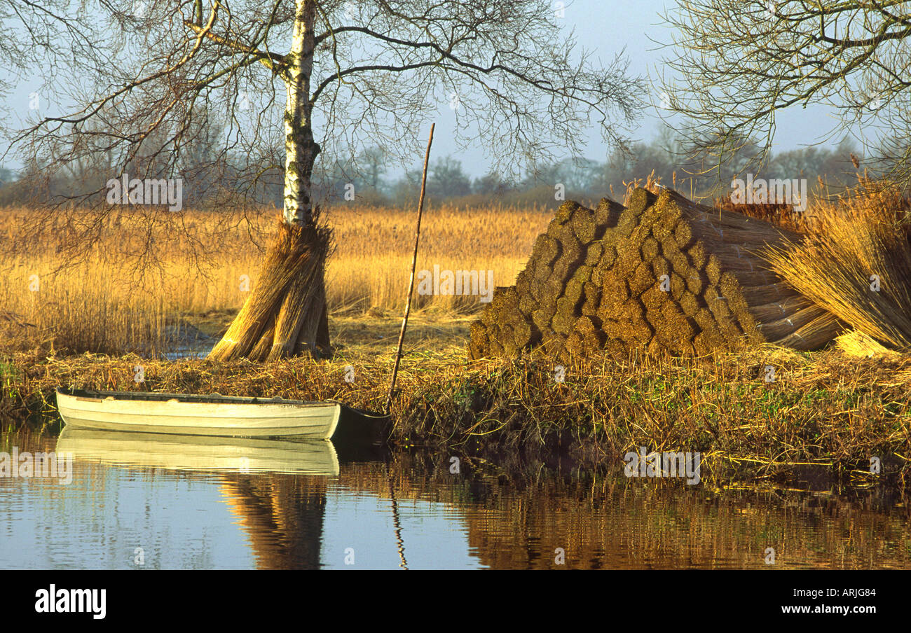 Thatching uk harvest norfolk hi-res stock photography and images - Alamy