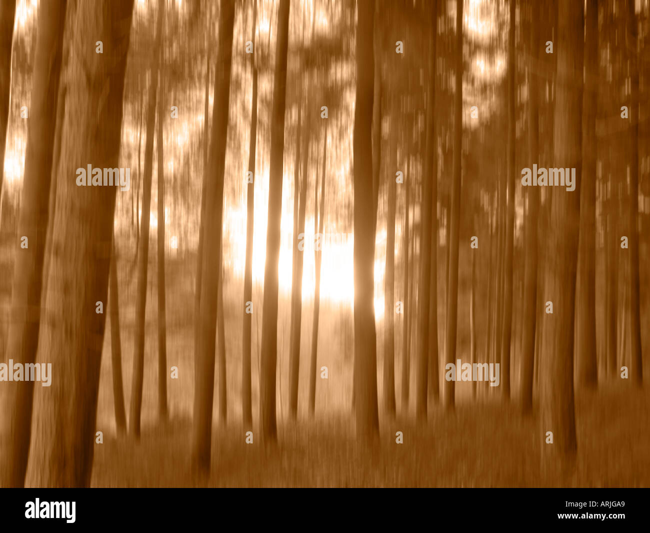 Sepia woodland hi-res stock photography and images - Alamy