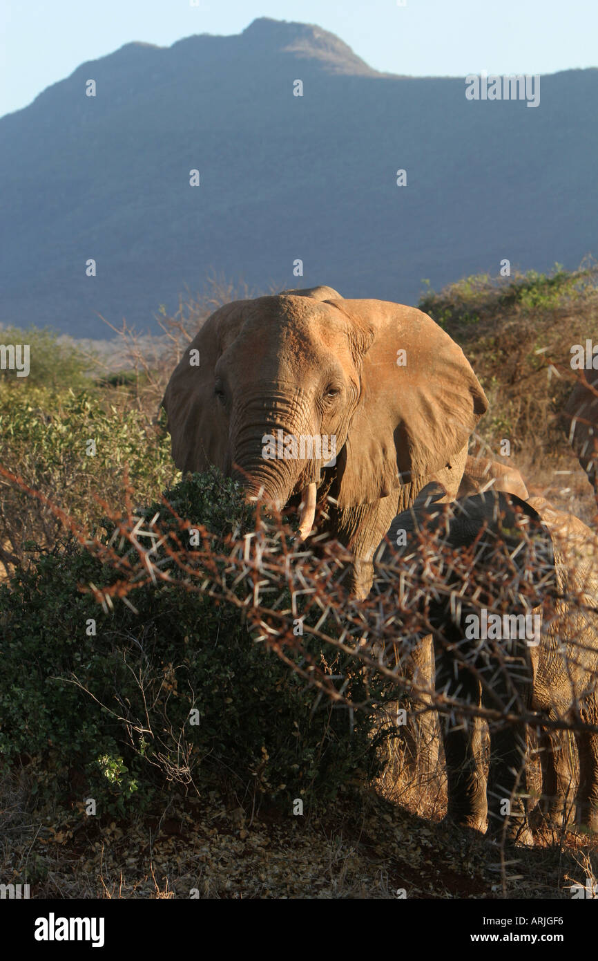 An elephant and her calf browsing on thorn scrub in Tsavo game park ...