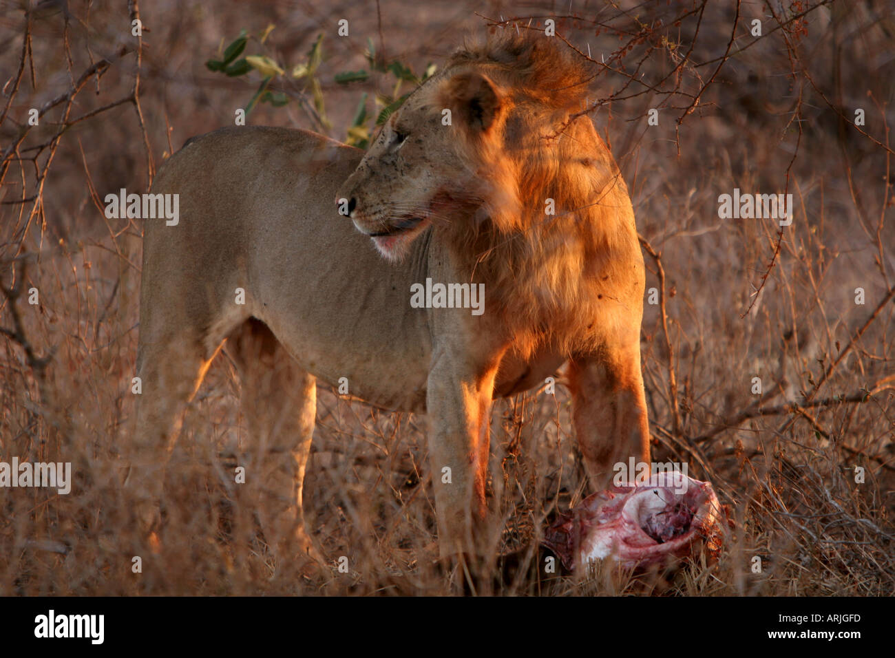 Tsavo lion maneless hi-res stock photography and images - Alamy