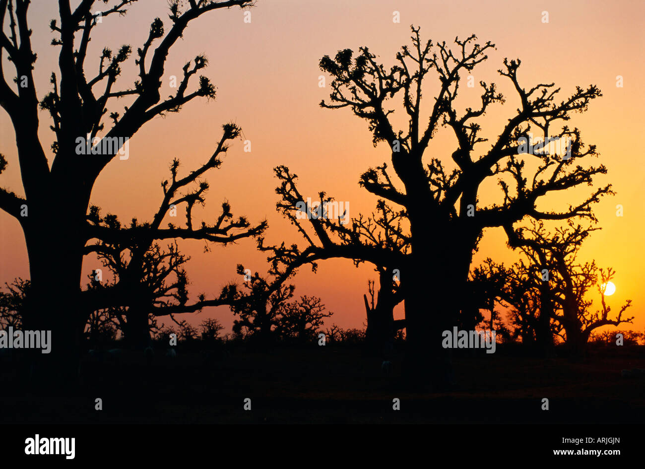 Senegalese Forest High Resolution Stock Photography and Images - Alamy