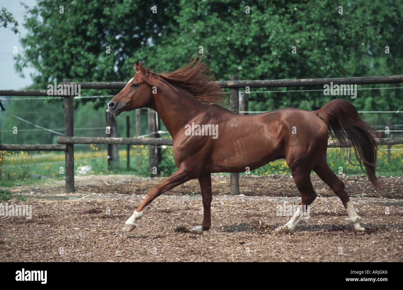 Arab stallions hi-res stock photography and images - Alamy