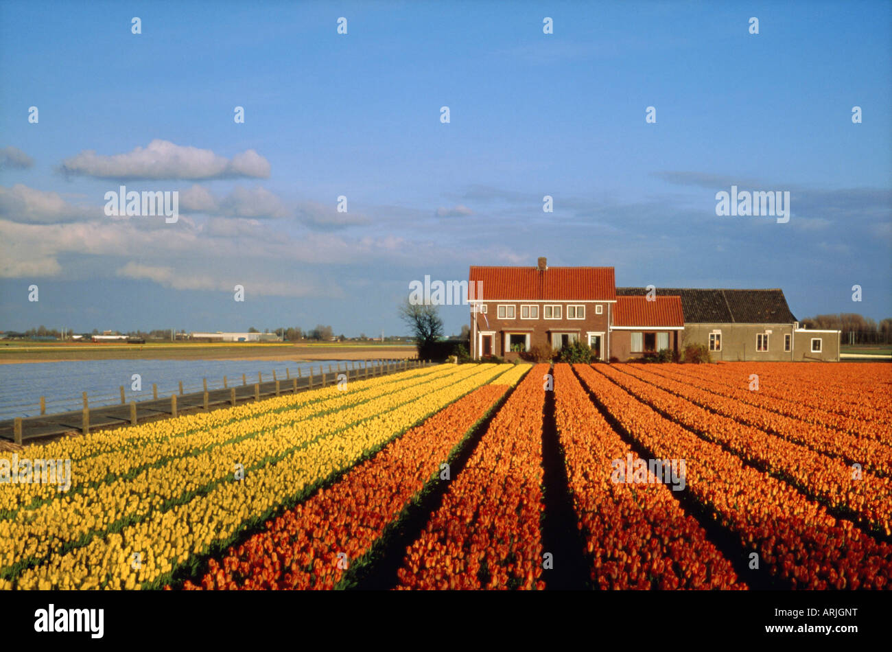 Tulip fields, Netherlands, Europe Stock Photo - Alamy