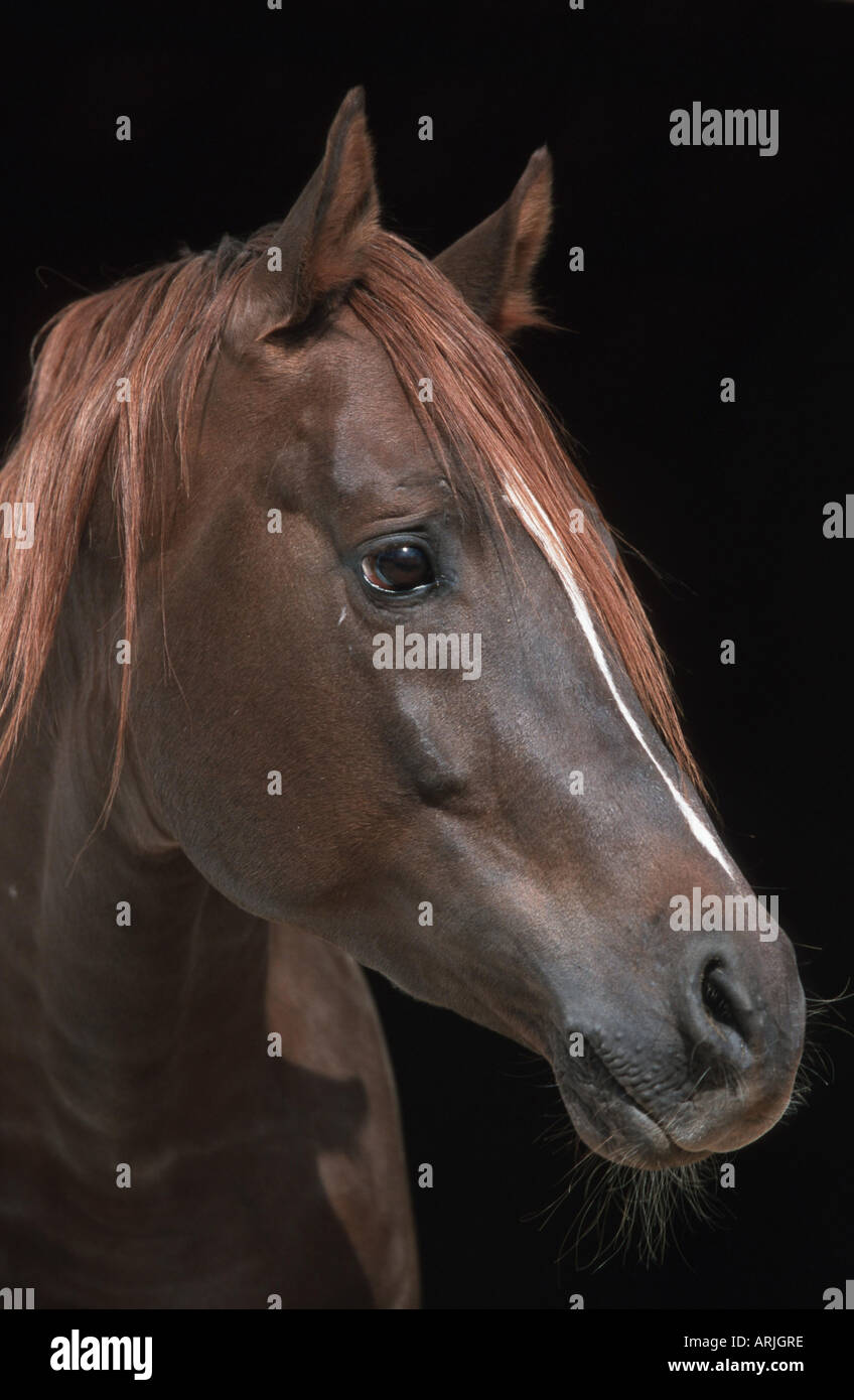 Russian thoroughbred horse hi-res stock photography and images - Alamy