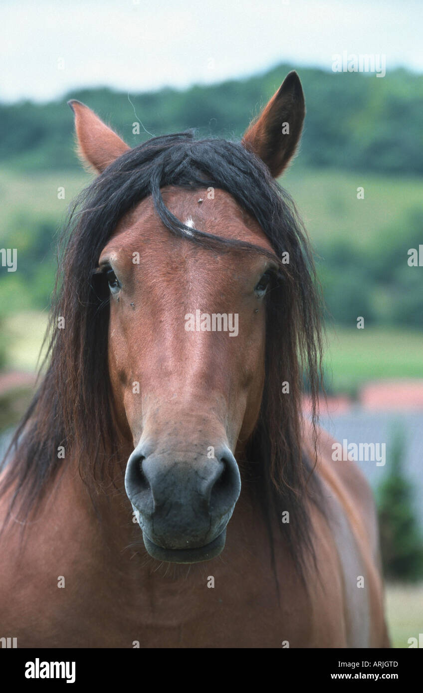 Ardennes horse (Equus przewalskii f. caballus), mare, portrait Stock ...