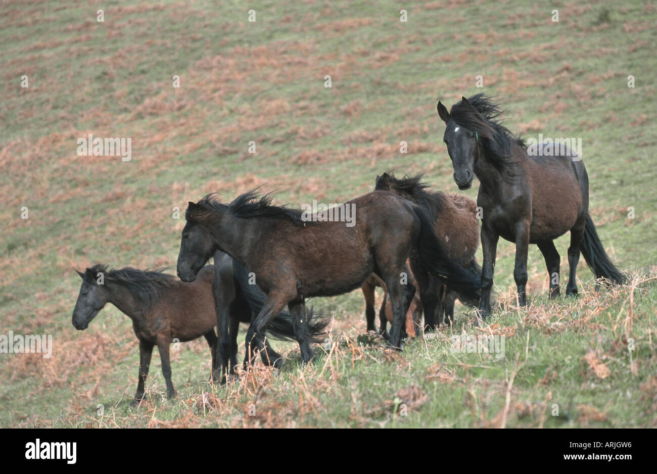 Asturcon horse (Equus przewalskii f. caballus), stallion with mares ...