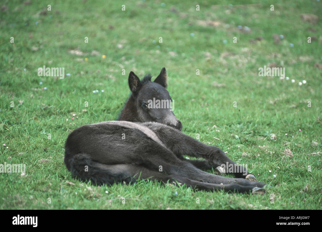 Asturcon horses hi-res stock photography and images - Alamy
