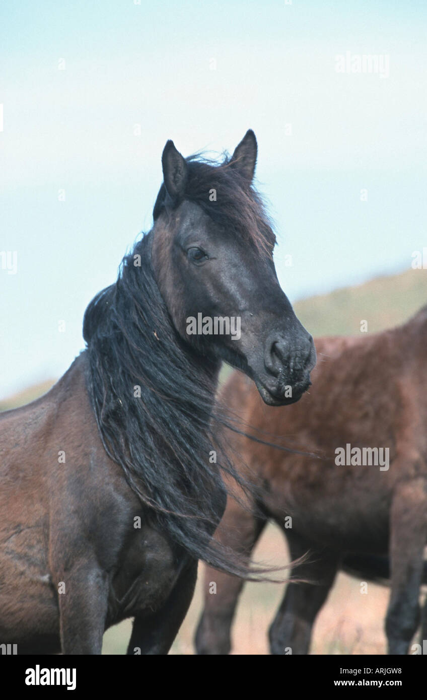Asturcon Horses High Resolution Stock Photography and Images - Alamy