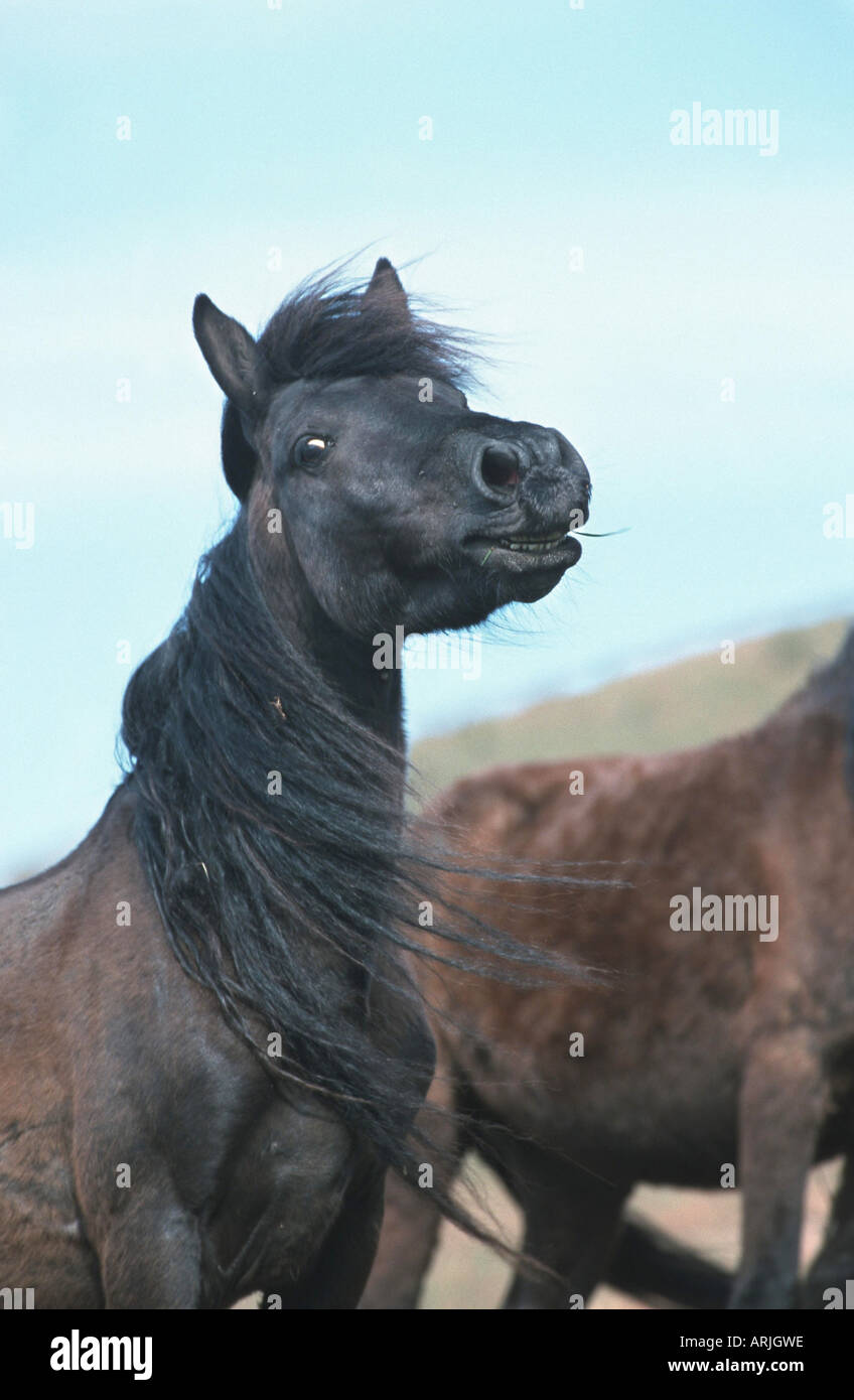 Asturcon horses hi-res stock photography and images - Alamy