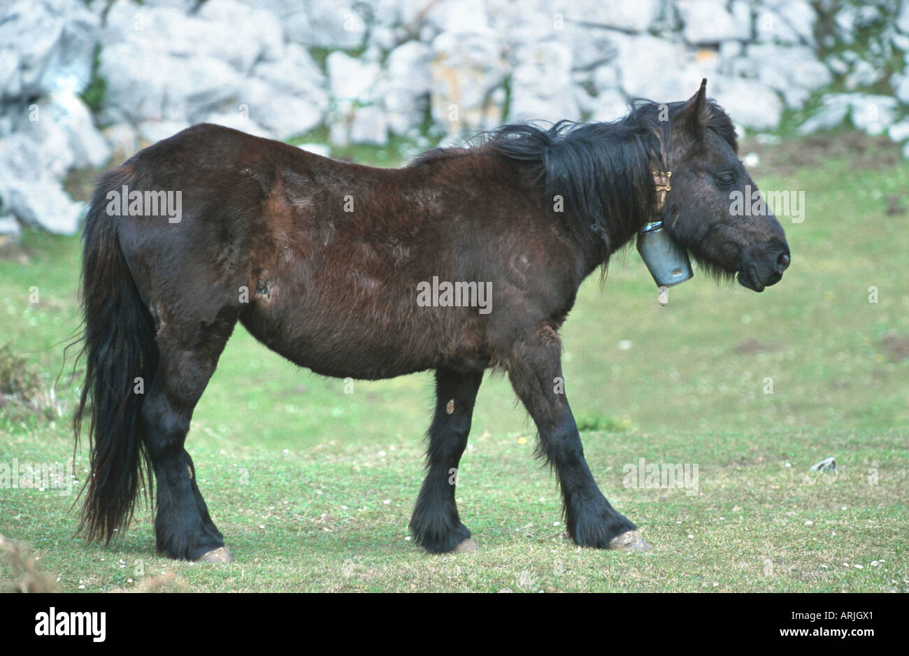 Asturcon horse (Equus przewalskii f. caballus), mare, Spain Stock Photo ...