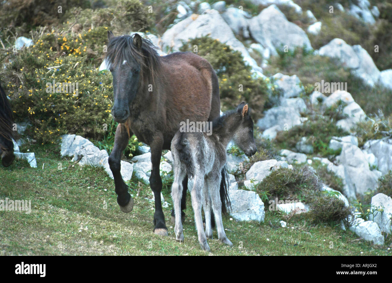 Asturcon horse (Equus przewalskii f. caballus), mare with foal, Spain ...