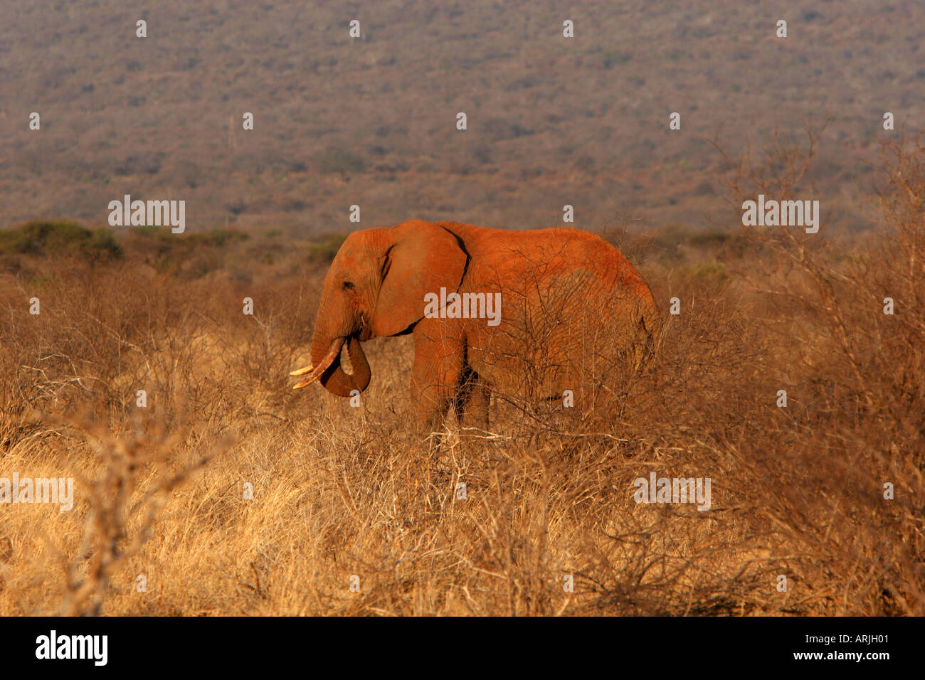Safari Highlight High Resolution Stock Photography and Images - Alamy