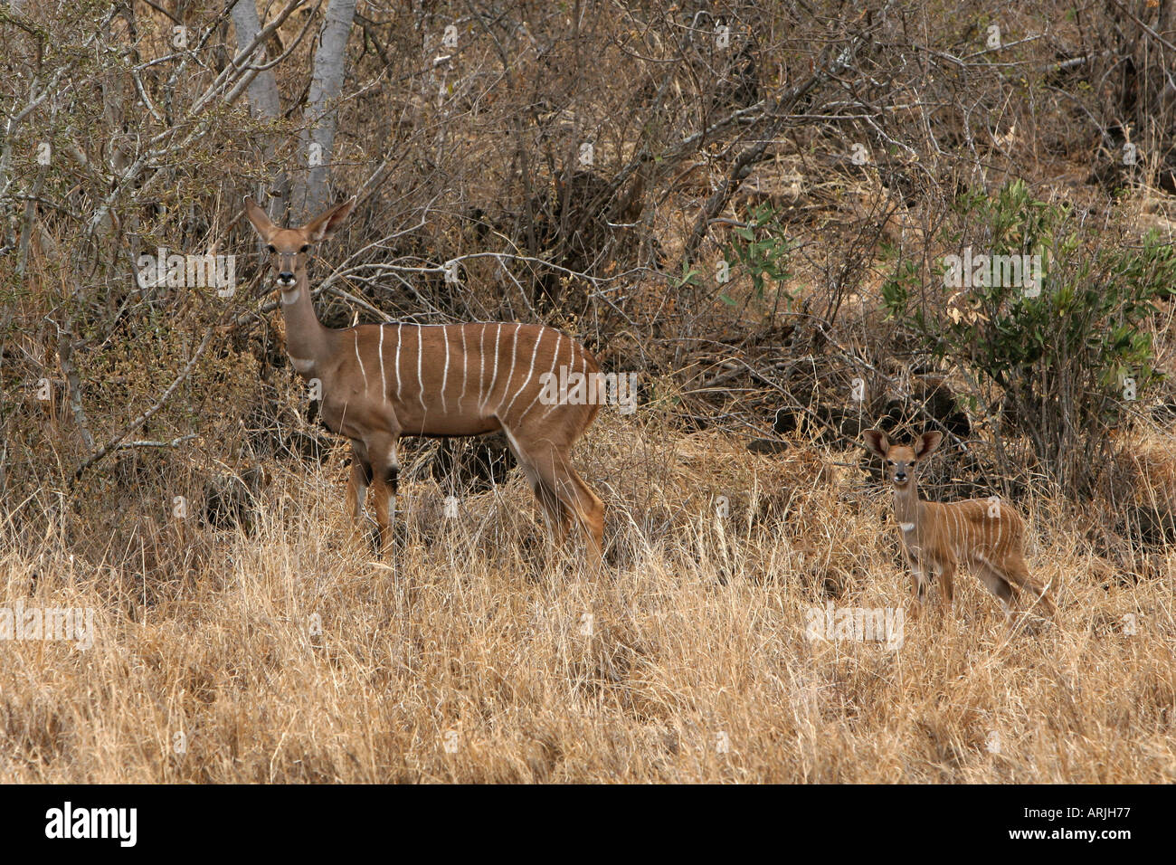 Female lesser kudu, Tragelaphus imberbis, antelope, with her young calf ...
