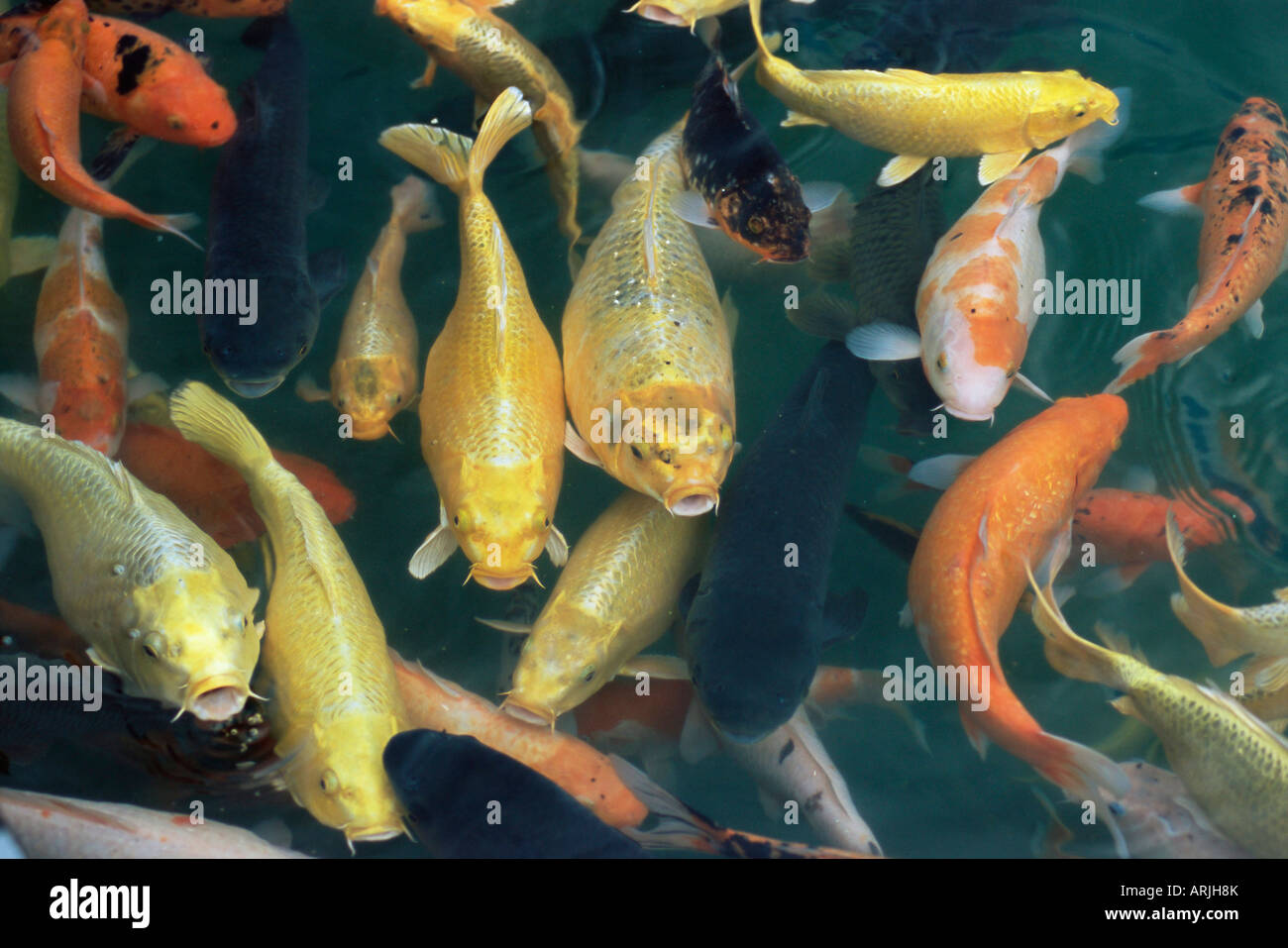 Taiwan koi hi-res stock photography and images - Alamy