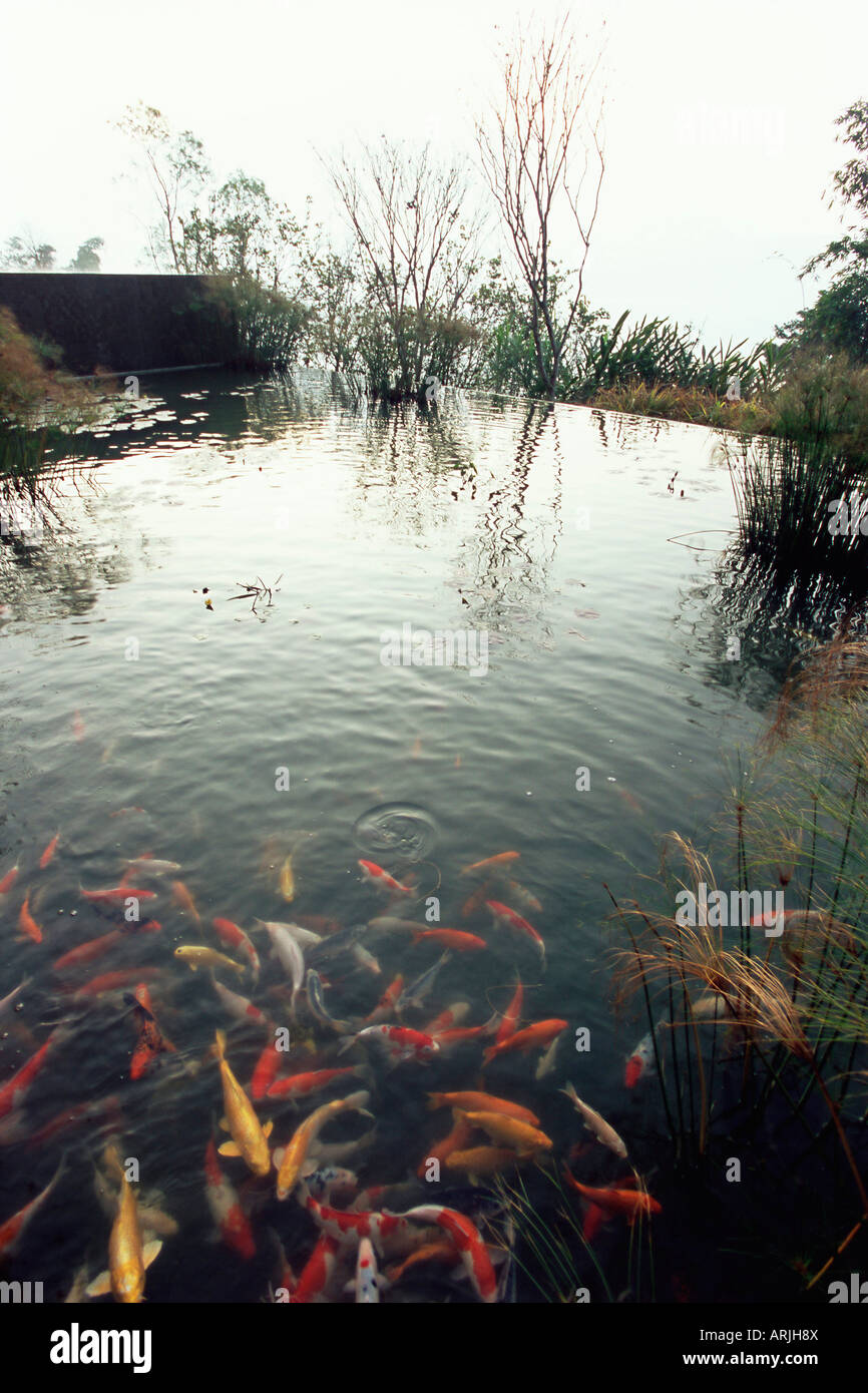 Koi carp fish in pool, Taipei, Taiwan, Asia Stock Photo - Alamy