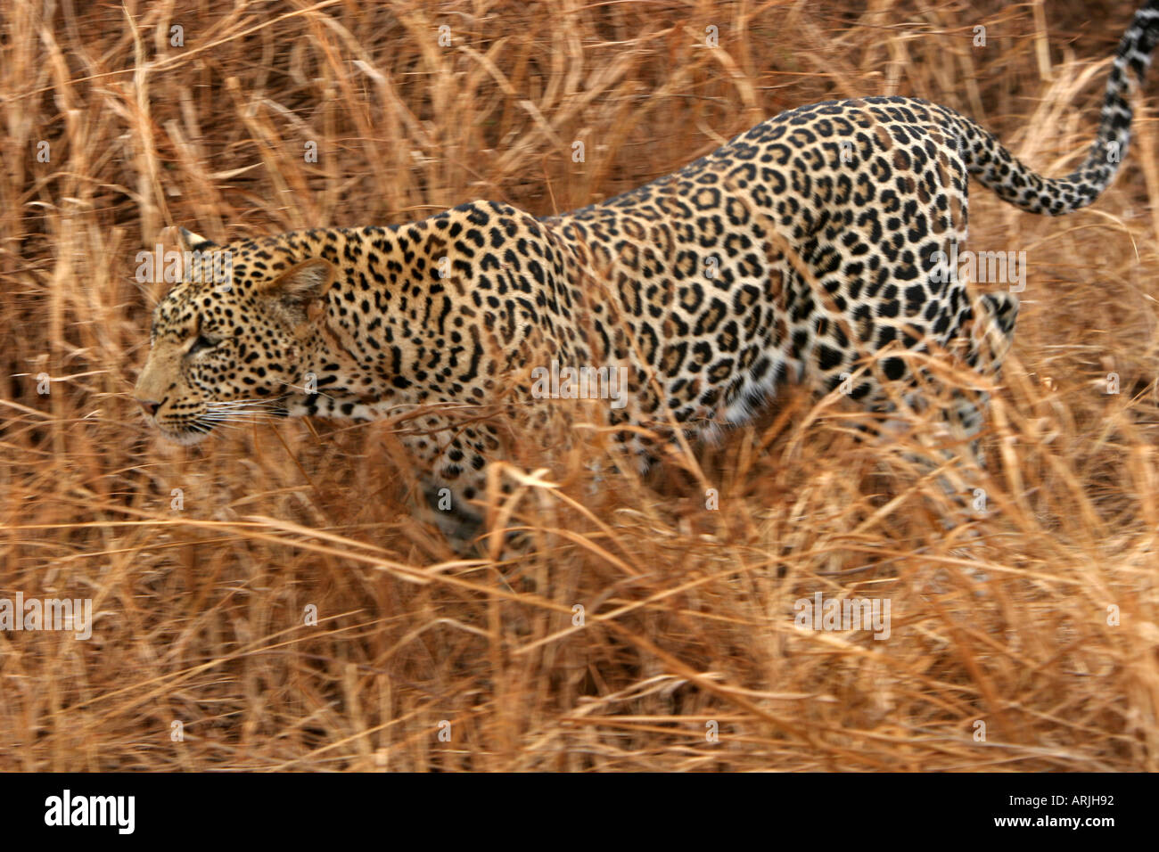 Creeping through a hi-res stock photography and images - Alamy