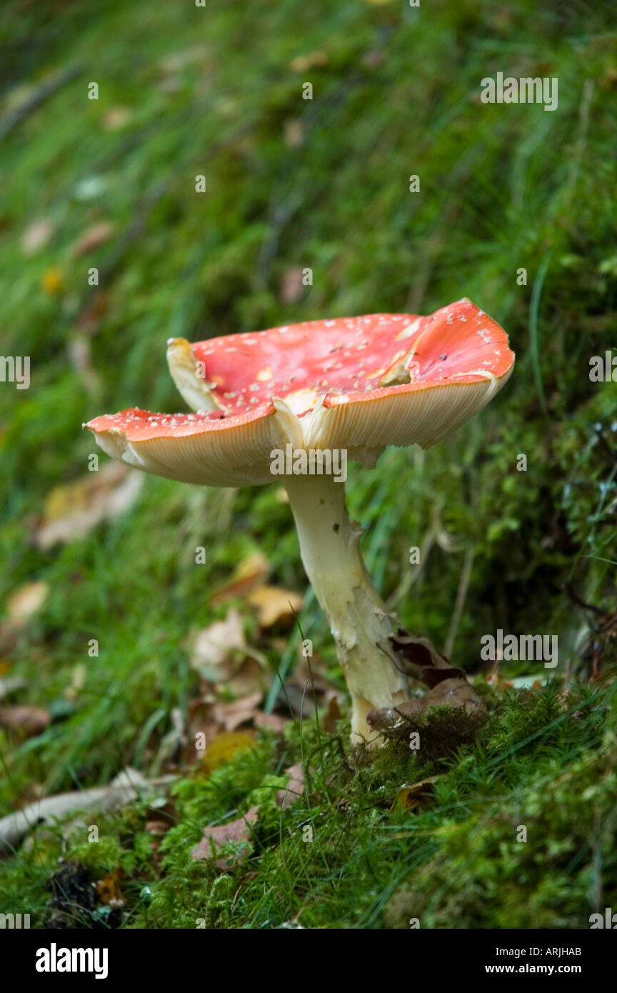 Fungi Fly Agaric - Amanita muscaria Stock Photo - Alamy