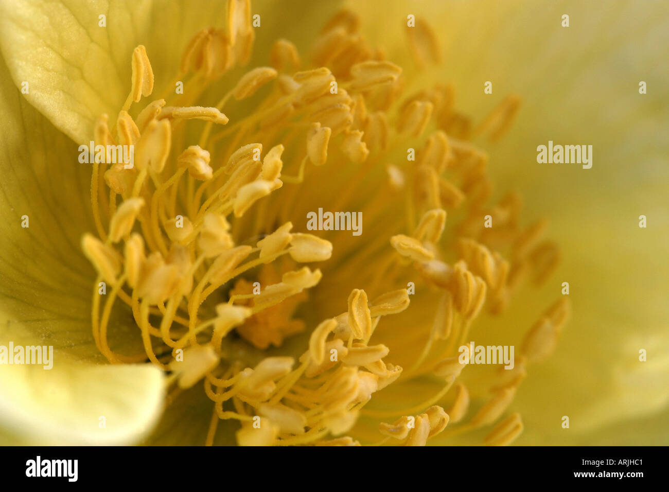 Rose bird hi-res stock photography and images - Alamy