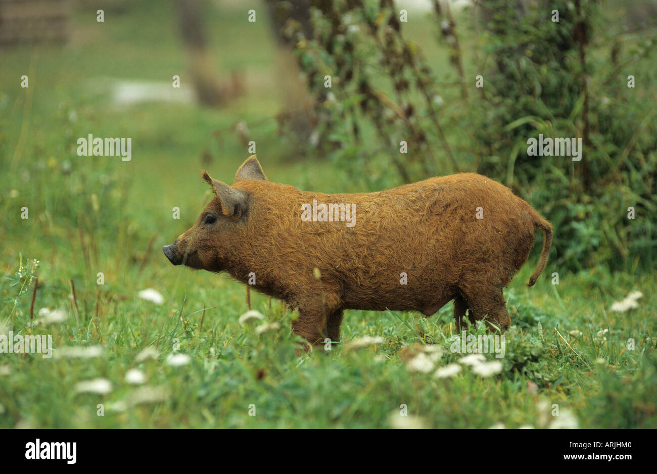 Mangalitza hi-res stock photography and images - Alamy