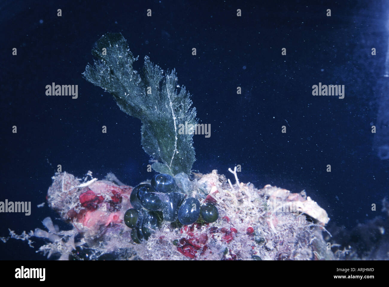 Valonia algae hi-res stock photography and images - Alamy