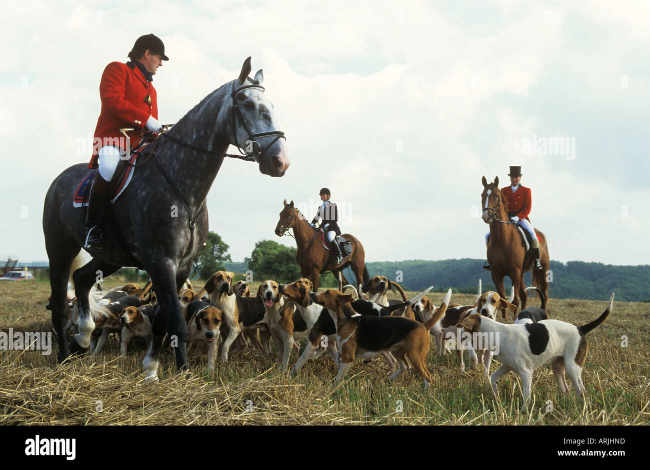 fox hunting : riders and pack of hounds Stock Photo - Alamy