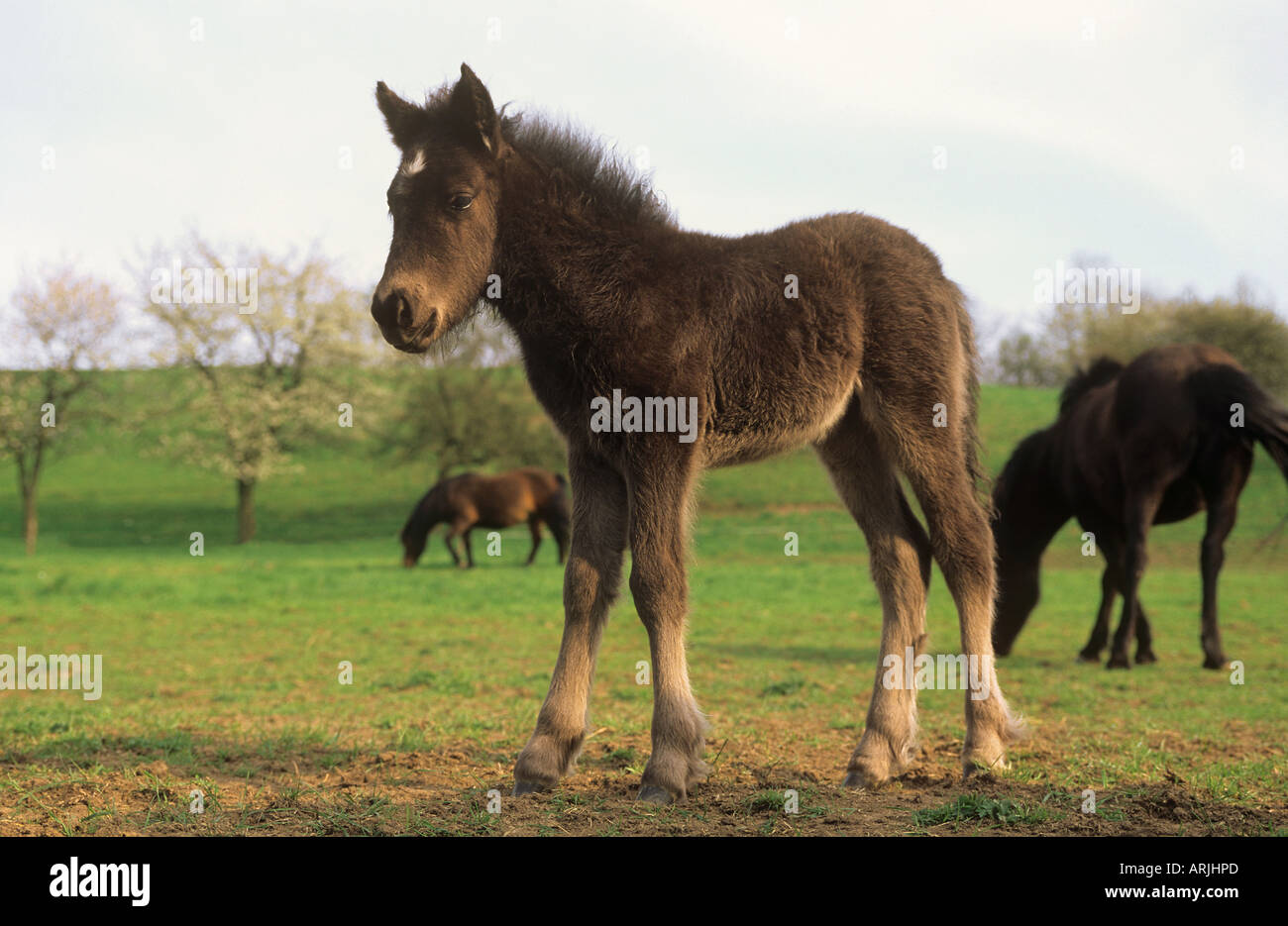 Donkey cub meadow hi-res stock photography and images - Alamy