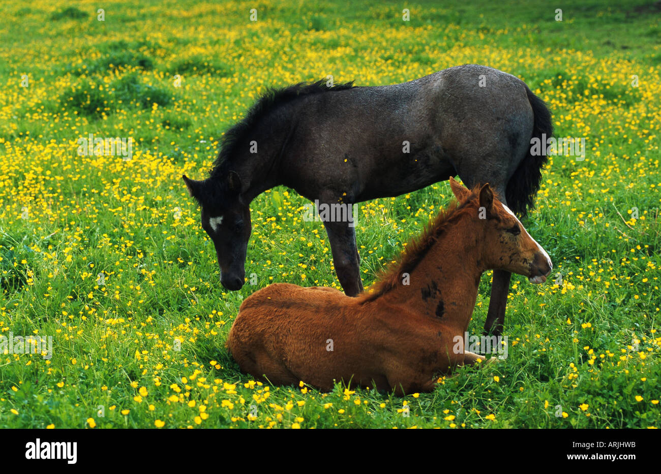 Barb Horse Equus Przewalskii Caballus High Resolution Stock Photography ...
