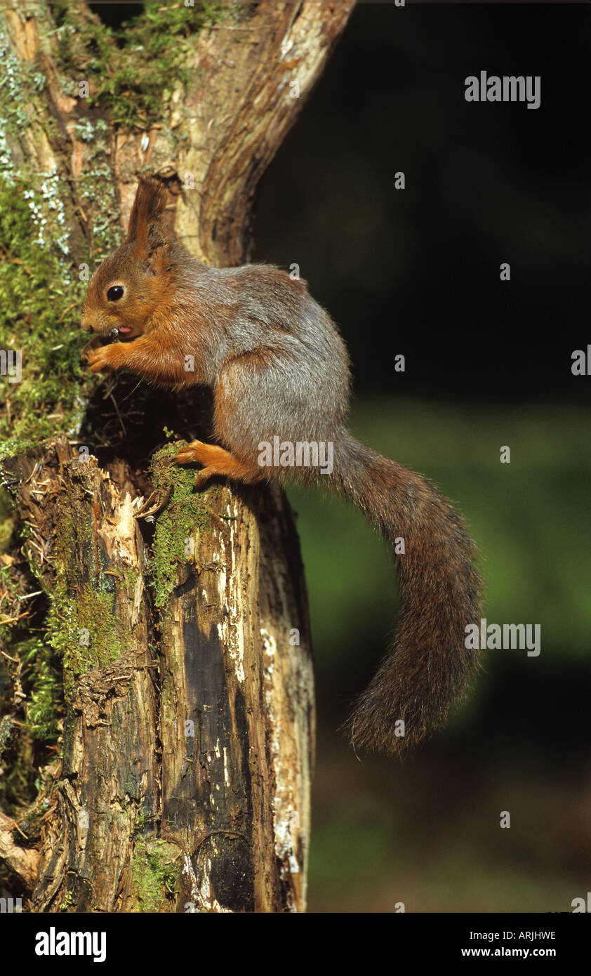 squirrel - at feeding ground Stock Photo - Alamy