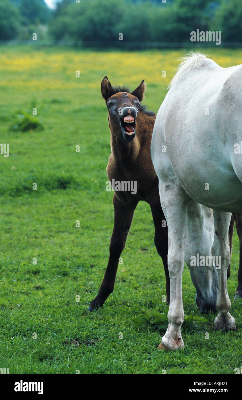 Barb horse hi-res stock photography and images - Alamy
