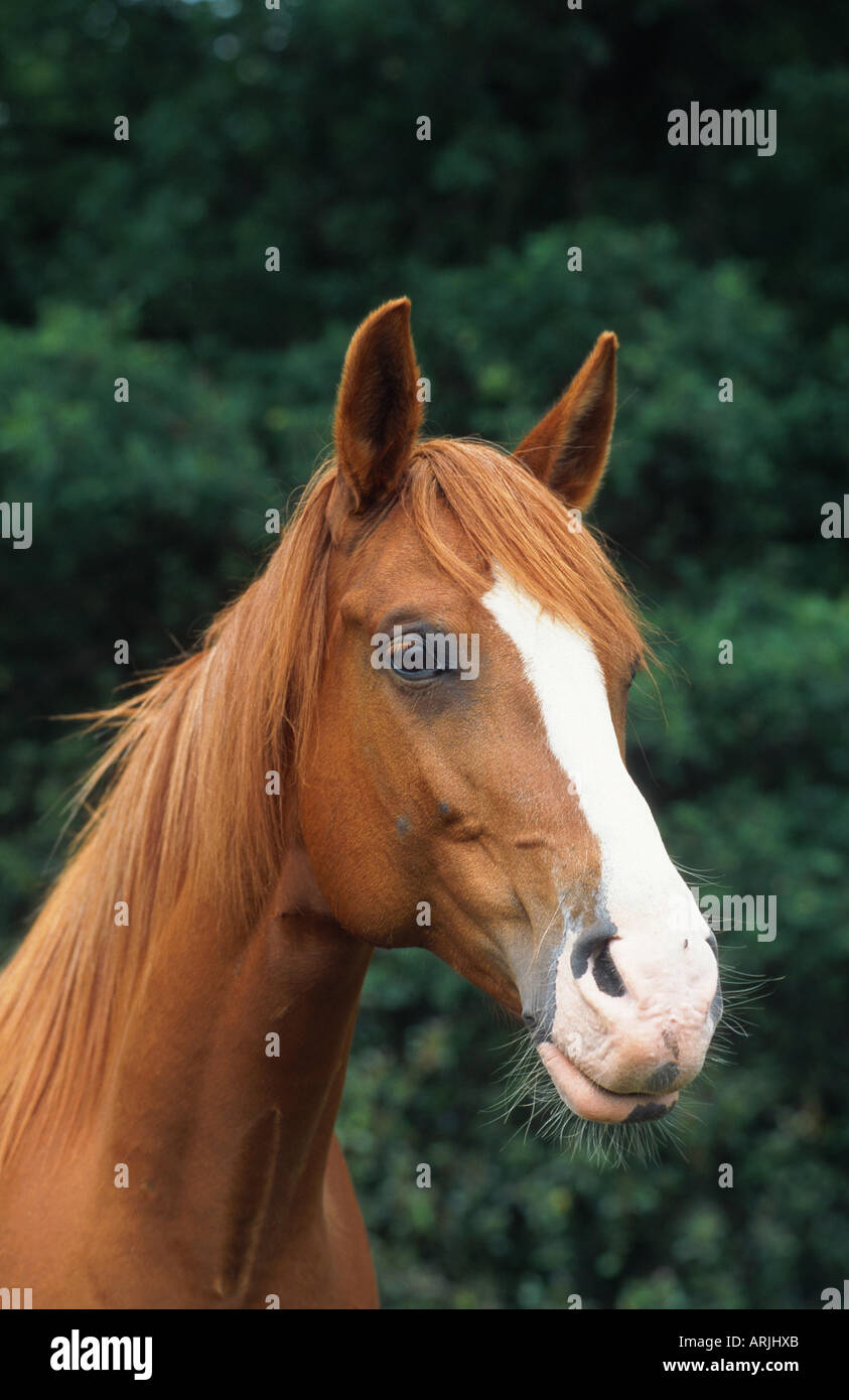 Barb horse (Equus przewalskii f. caballus Stock Photo - Alamy
