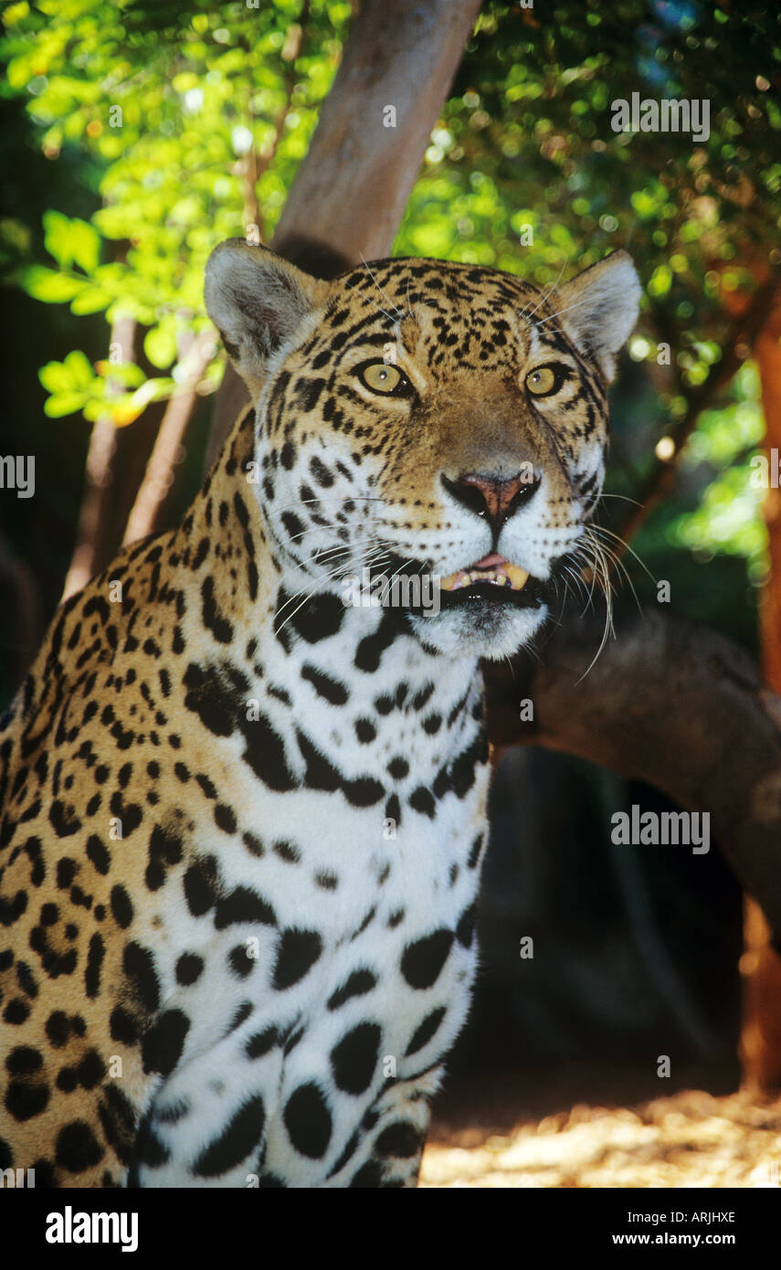 jaguar - portrait Stock Photo - Alamy