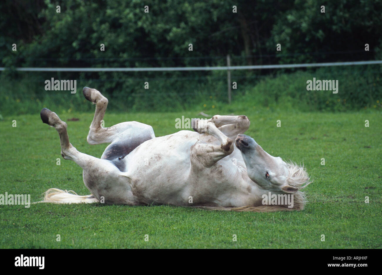 Barb horse equus przewalskii caballus hi-res stock photography and ...