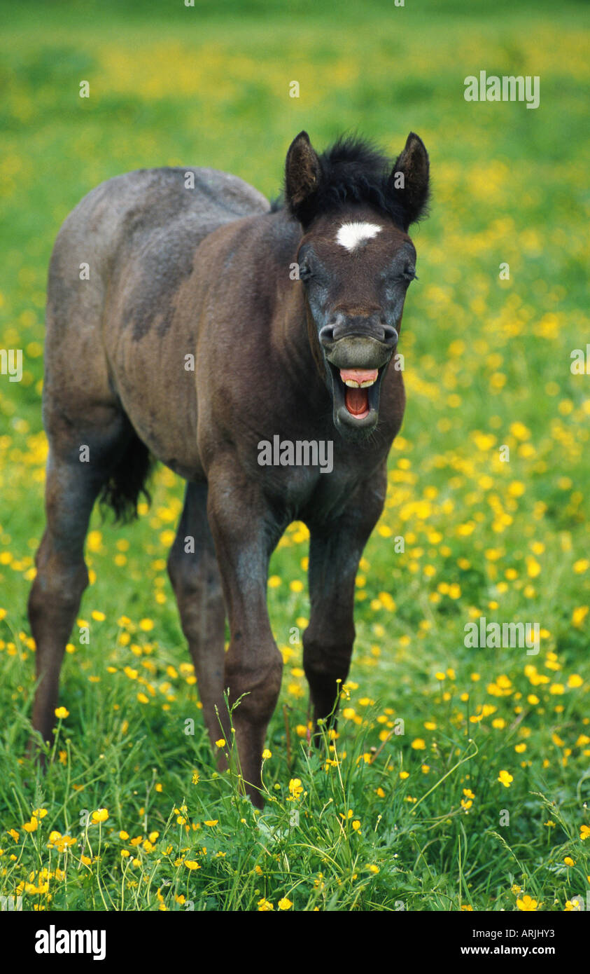 Barb horse (Equus przewalskii f. caballus), foal, yawning Stock Photo ...