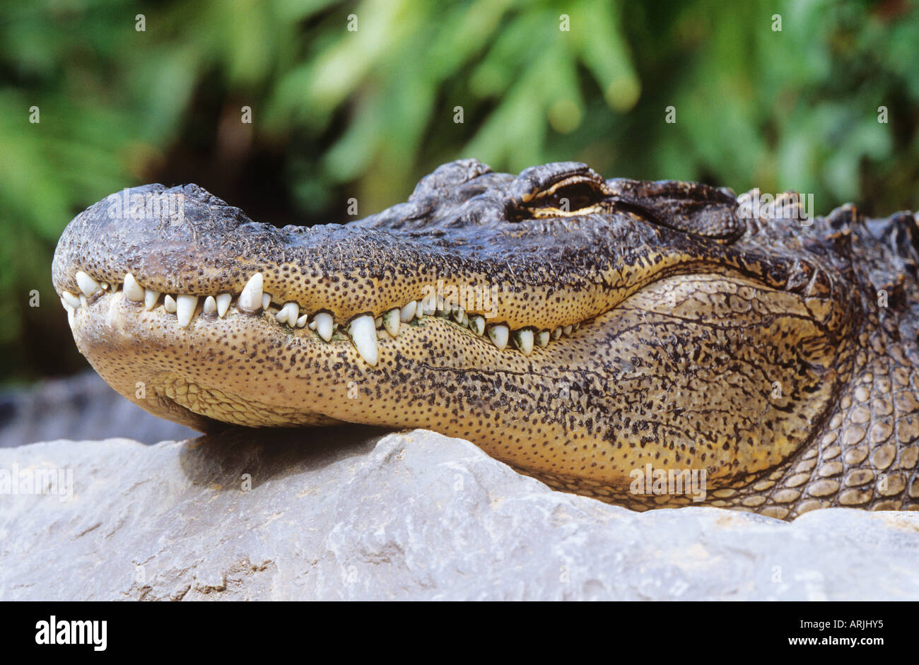 American alligator - portrait Stock Photo - Alamy