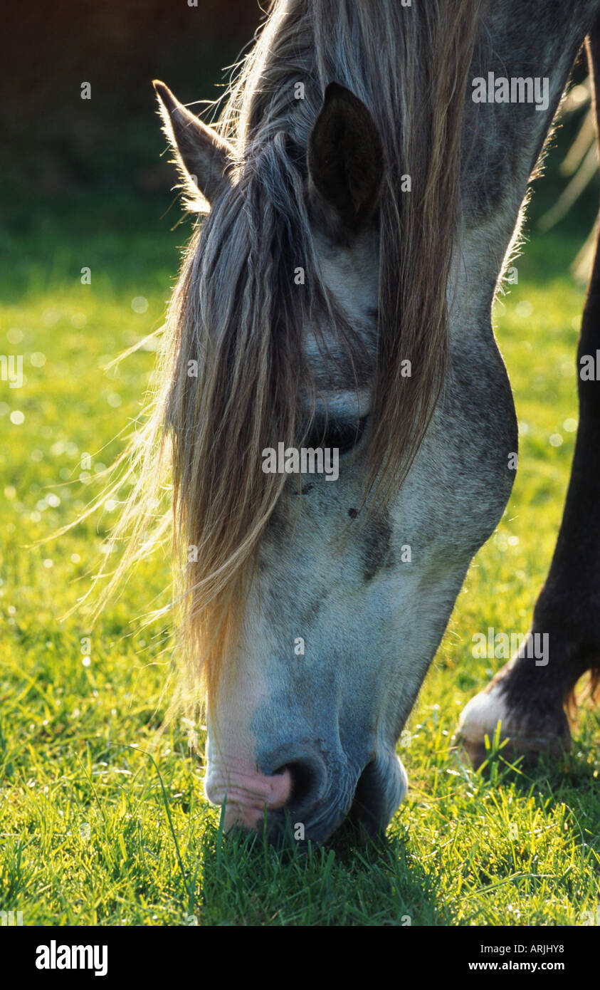 Barb horse (Equus przewalskii f. caballus), portrait, grazing Stock ...