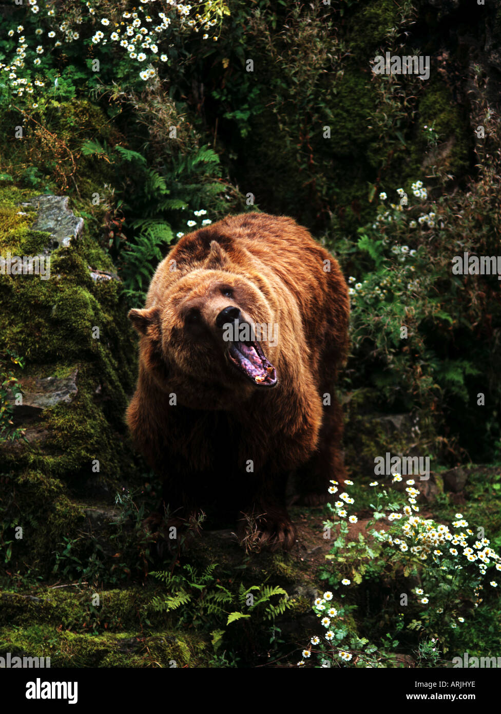 brown bear - yawning Stock Photo - Alamy