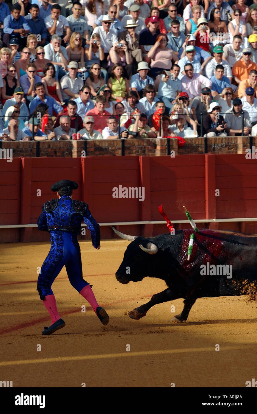 Bullfighter challenging bull hi-res stock photography and images - Alamy