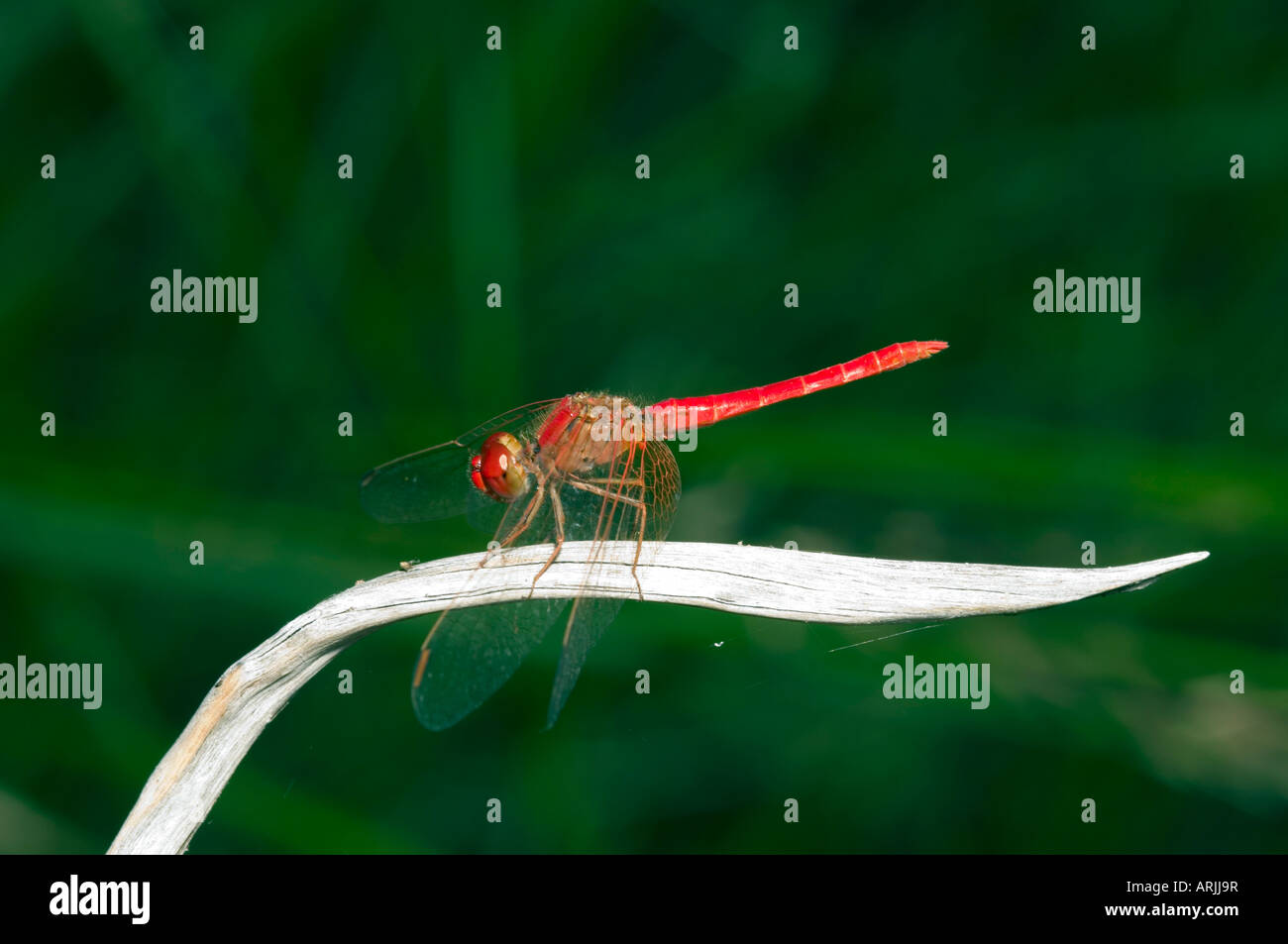 Scarlet percher dragonfly hi-res stock photography and images - Alamy