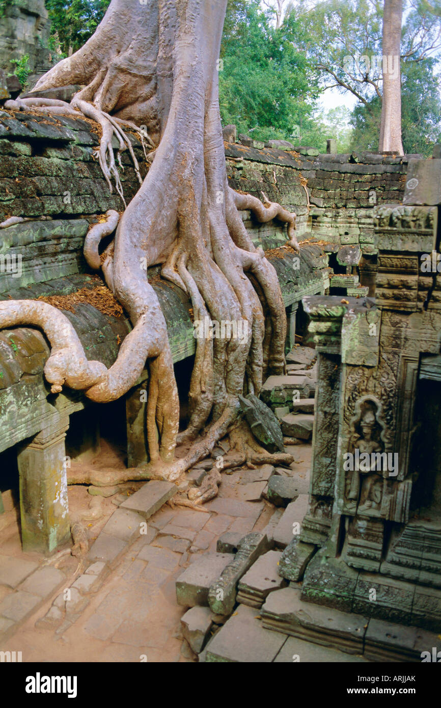 Ta Prohm, Angkor, Cambodia Stock Photo - Alamy
