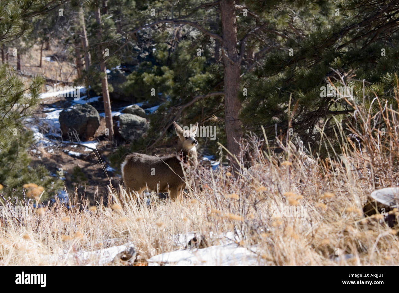 Winter Doe Mule Deer in Colorado Stock Photo - Alamy