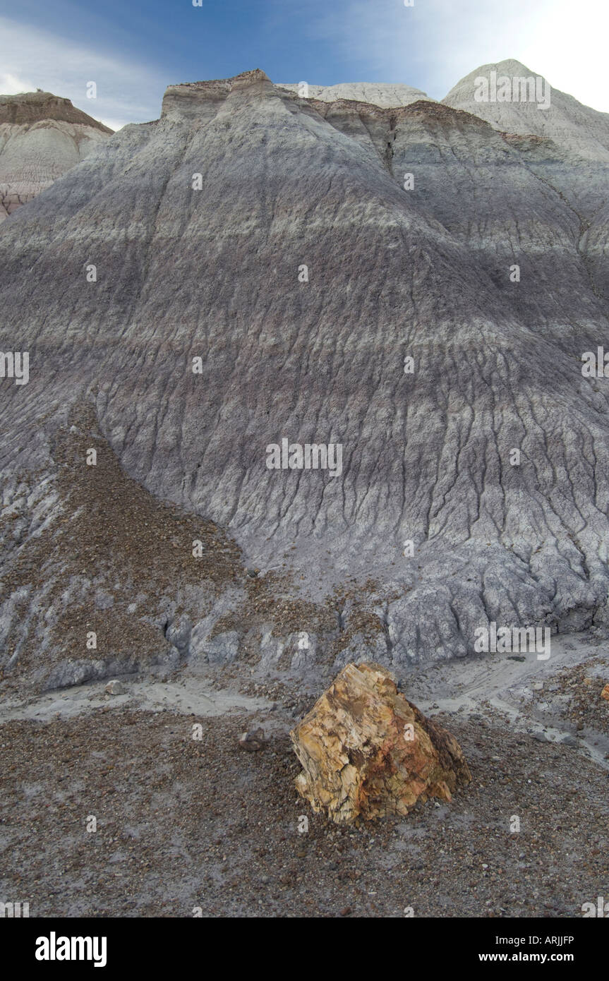 Fossil log trunk, Blue Mesa, Petrified Forest national park, Arizona ...