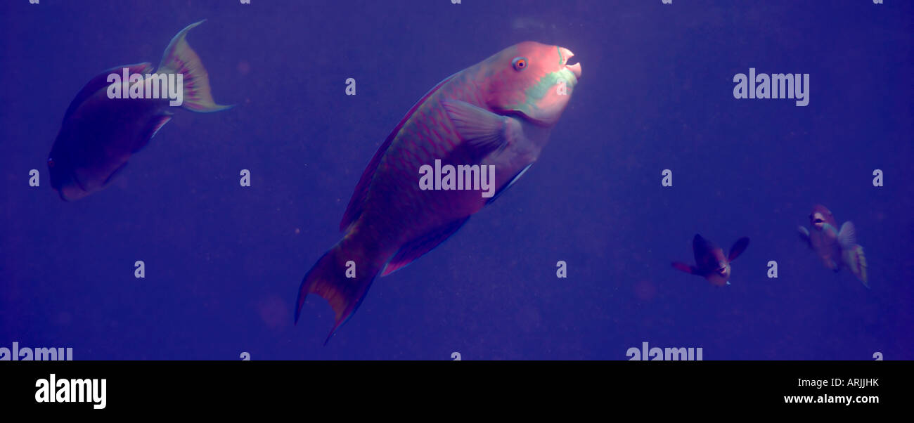 Indian ocean steephead parrotfish hi-res stock photography and images ...