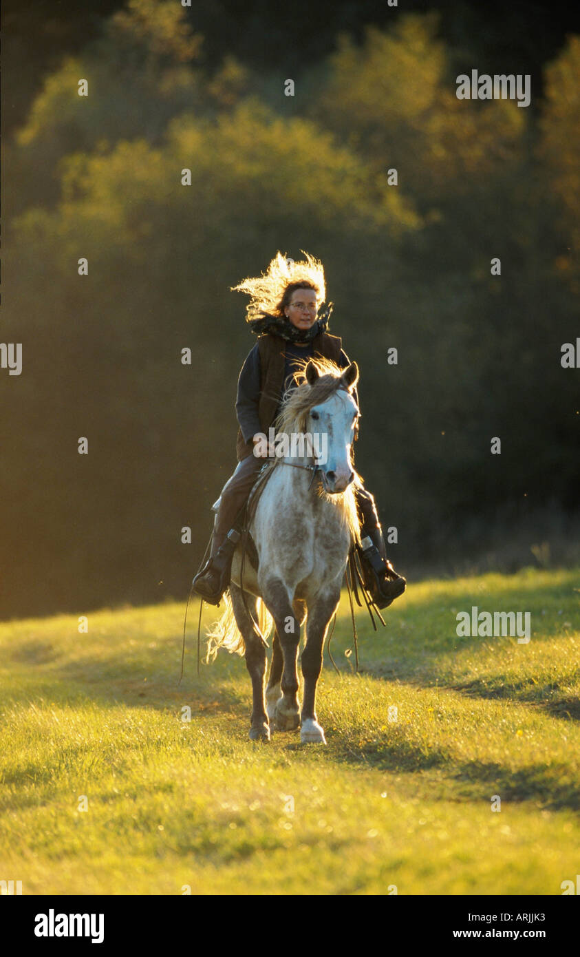 Barb horse (Equus przewalskii f. caballus), riding Stock Photo - Alamy