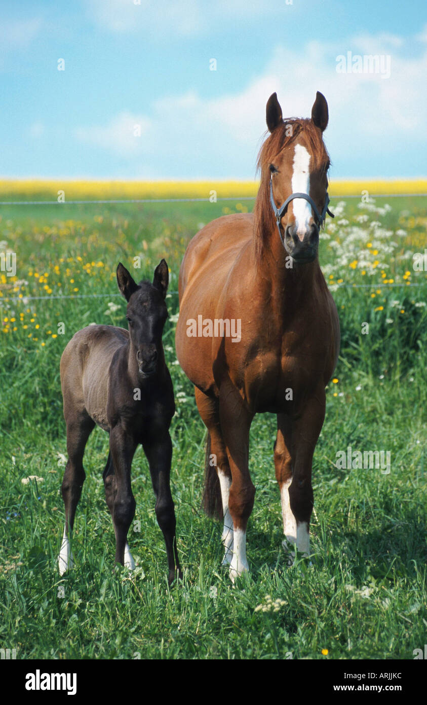 Budjonny horse (Equus przewalskii f. caballus), mare with foal Stock ...