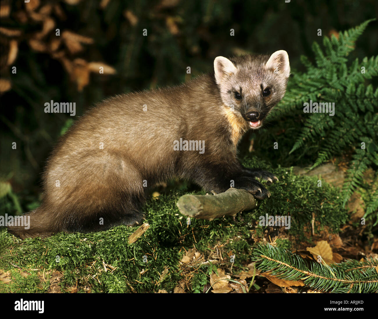 European pine marten Stock Photo - Alamy