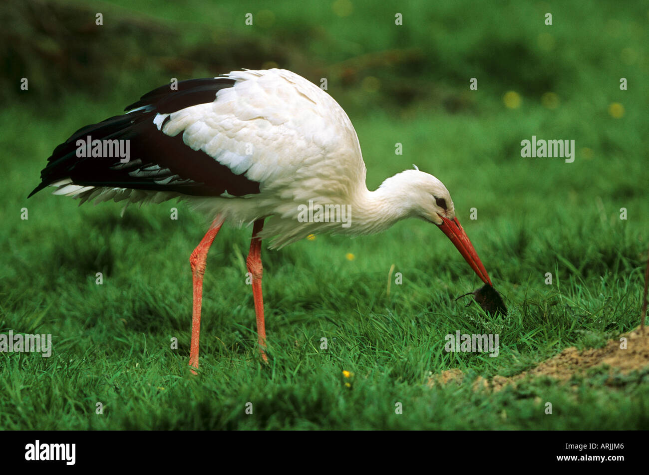 white stork with prey Stock Photo - Alamy